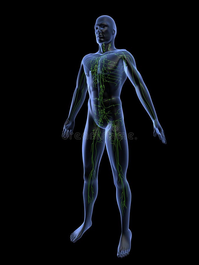 Lymphsystem stock abbildung. Illustration von medizinisch - 5564049
