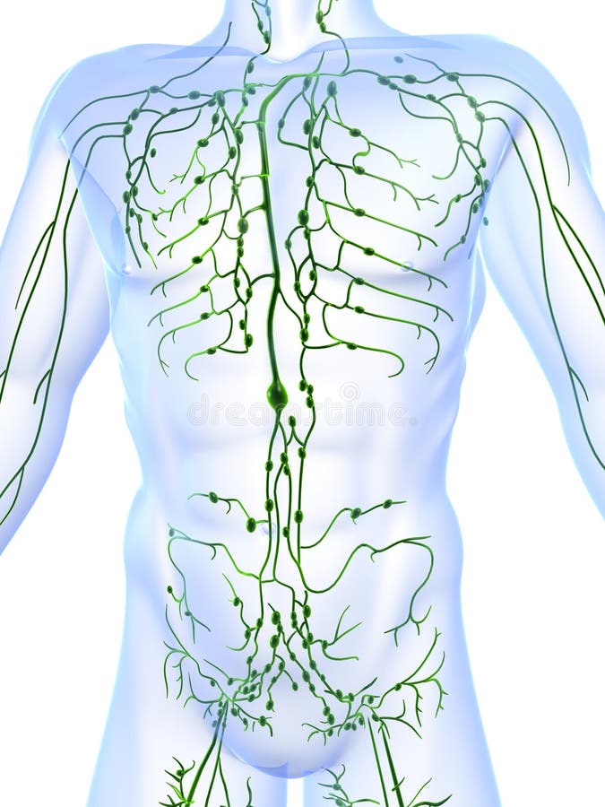 Das Lymphsystem vektor abbildung. Illustration von lymphe - 13102957