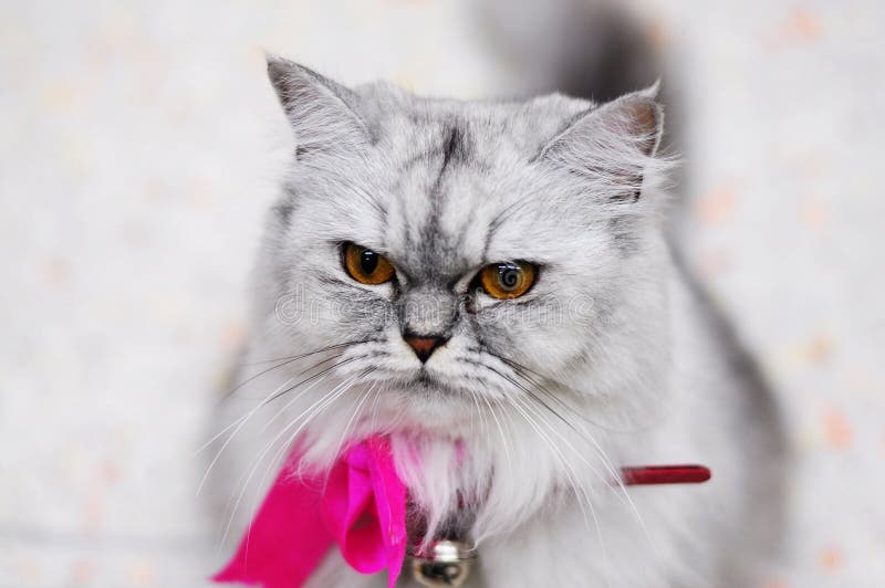 Lynnig perserkatt fotografering för bildbyråer. Bild av rött - 108361257