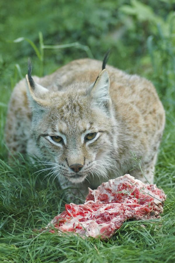 Lynx stock image. Image of green, background, meat, eating - 11530405