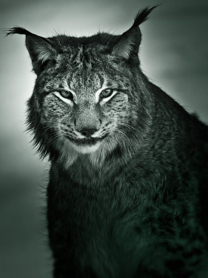 Lynx photo stock. Image du visage, regarder, verticale - 13871920