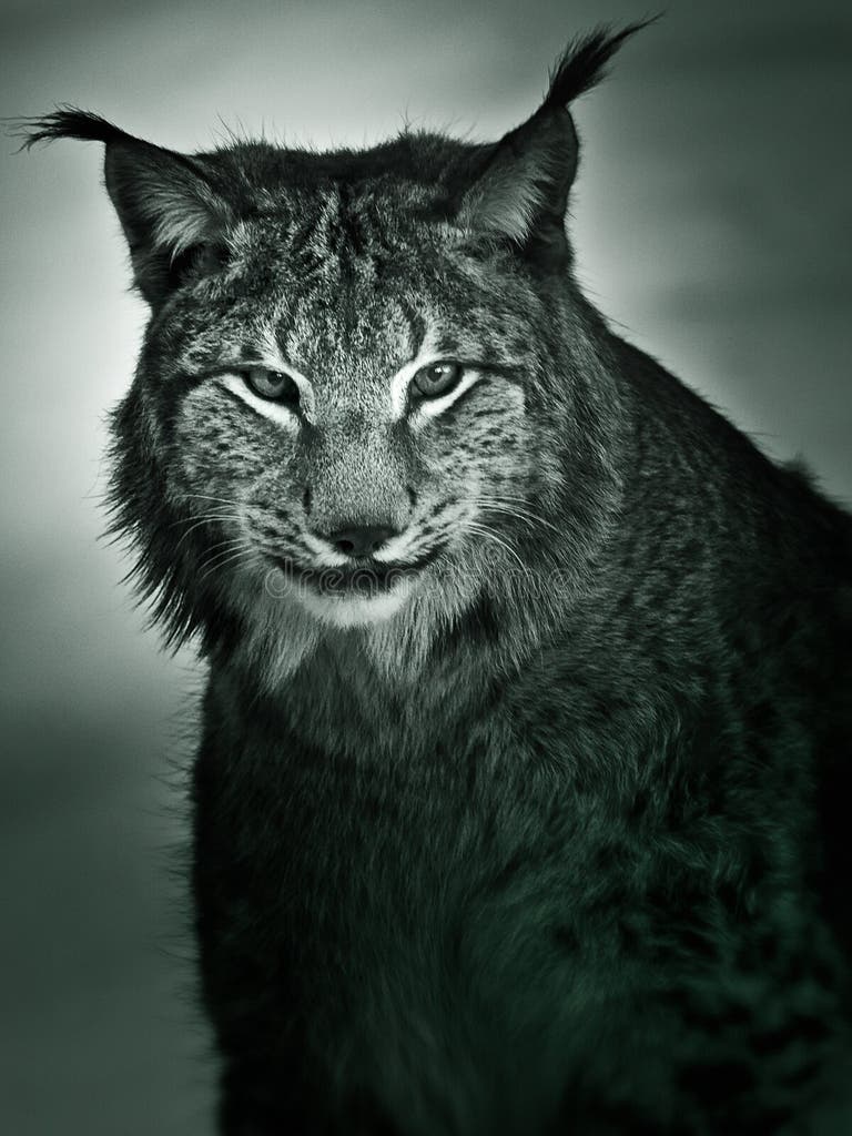 5,754 Lynx Face Stock Photos - Free & Royalty-Free Stock Photos from ...