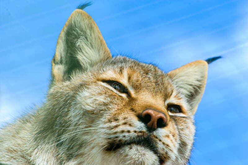 Lynx stock photo. Image of mammal, spotted, feline, endangered - 163408938