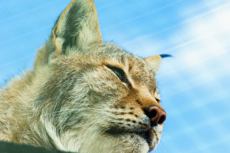 Lynx stock photo. Image of eurasian, outdoor, forest - 163408952