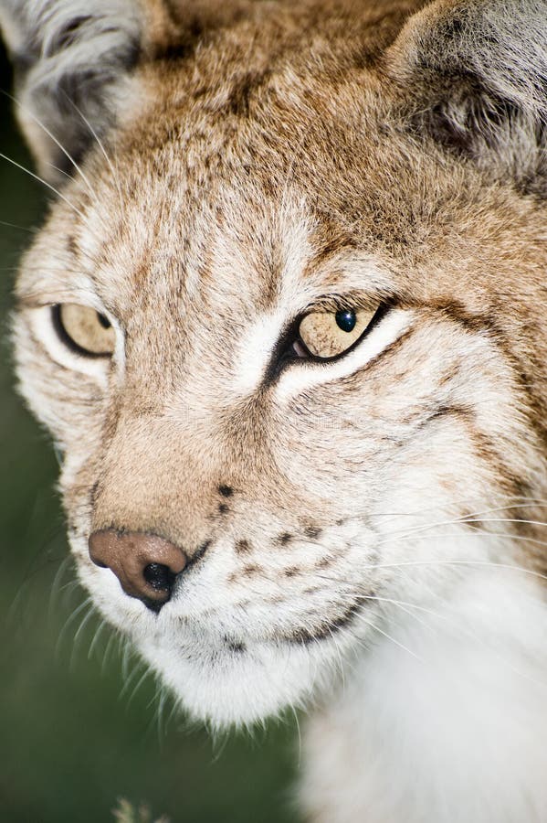 Lynx stock photo. Image of wild, white, hunter, nature - 17194554