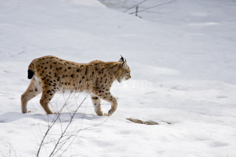 Lynx stock image. Image of dappled, spotted, catlike - 18896909