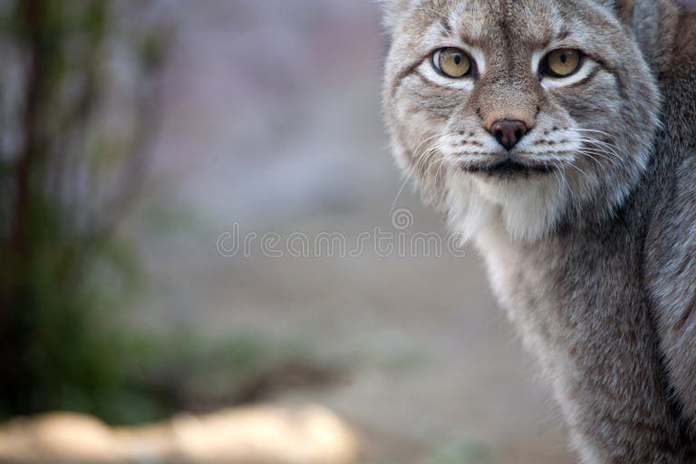 5,768 Lynx Face Stock Photos - Free & Royalty-Free Stock Photos from ...