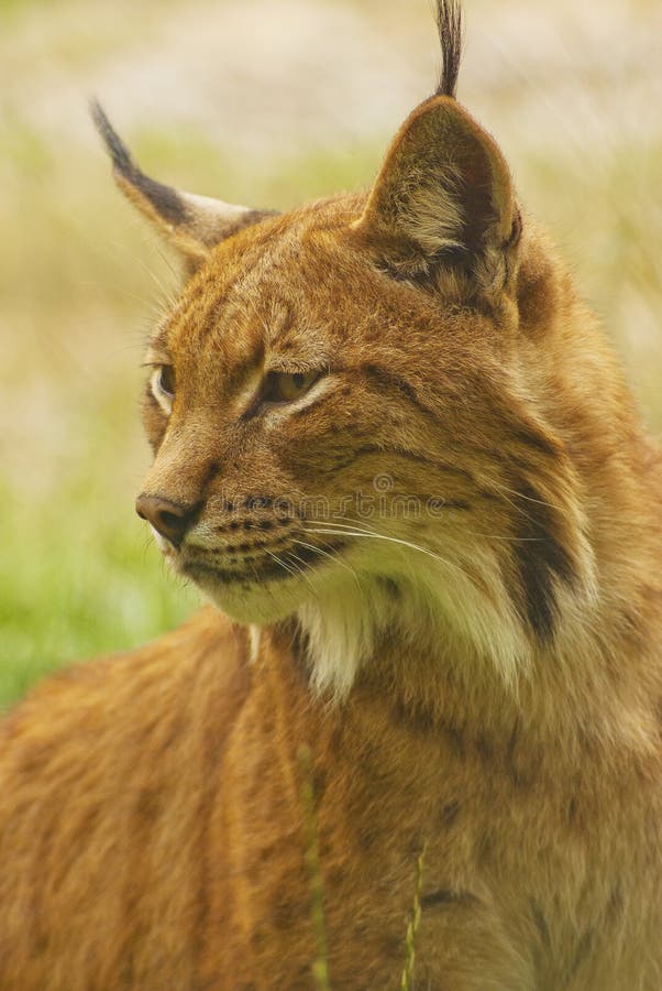 Lynx stock photo. Image of lynx, selective, undomesticated - 26865306