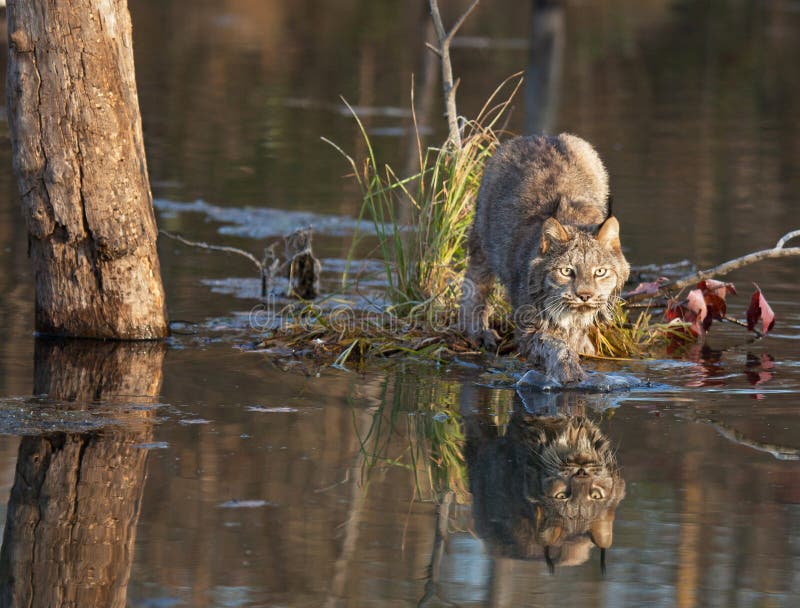 Lynx stock photo. Image of mammal, outdoors, fierce, beautiful - 27191230