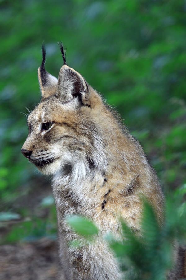 Lynx stock image. Image of wildcat, wildcats, dangerous - 28345659