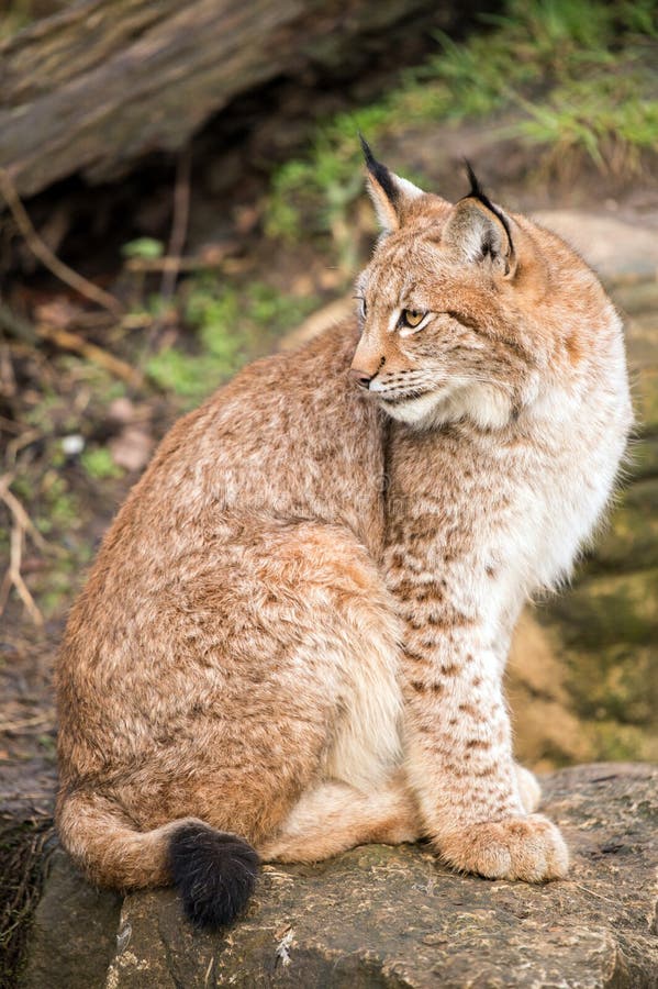 Lynx profile stock photo. Image of hunting, genus, lynx - 36100486