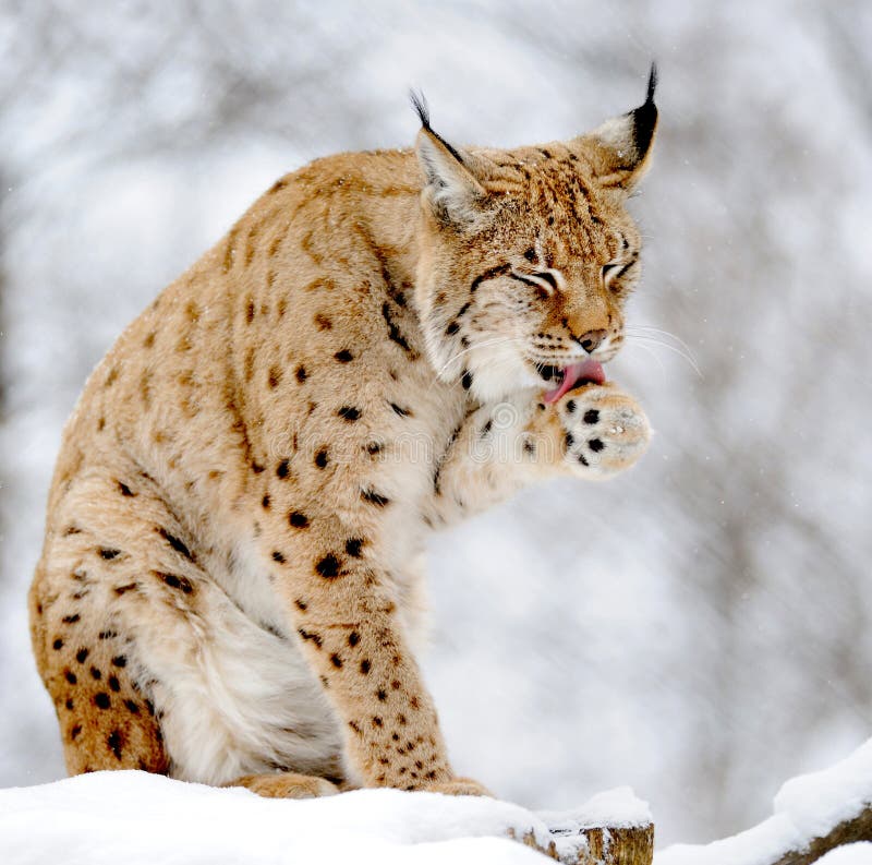 Lynx stock photo. Image of fierce, stare, gaze, nature - 28992934