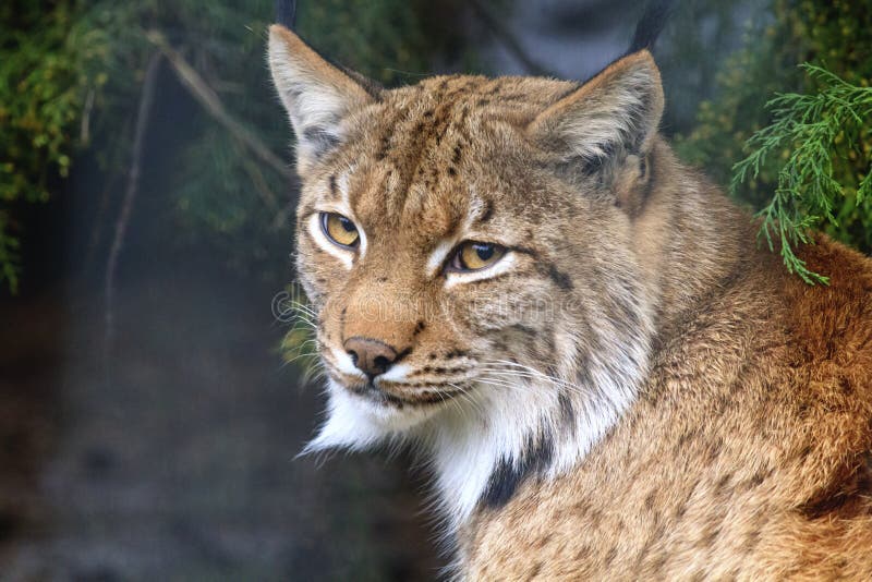 Lynx stock image. Image of captivated, hair, african - 29212861