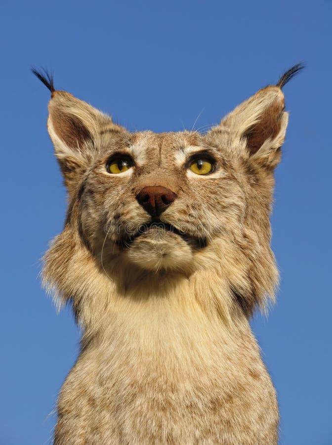 Lynx image stock. Image of brun, sauvage, favoris, dangereux - 3163707