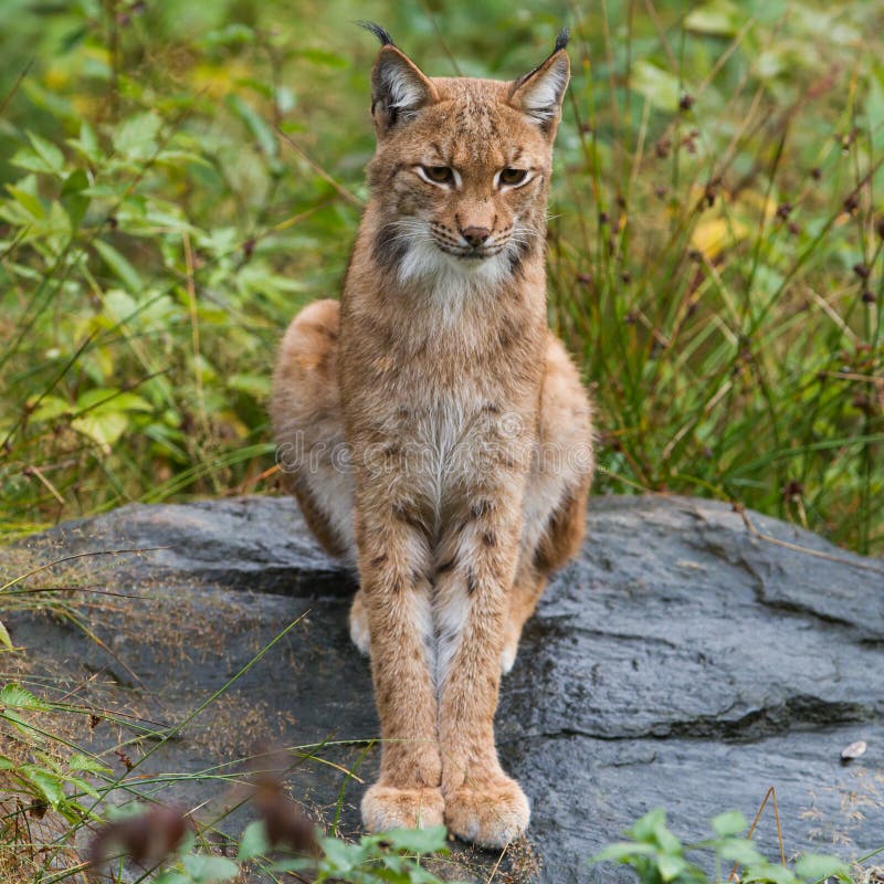 Lynx stock photo. Image of indoor, predator, shot, feline - 38279284