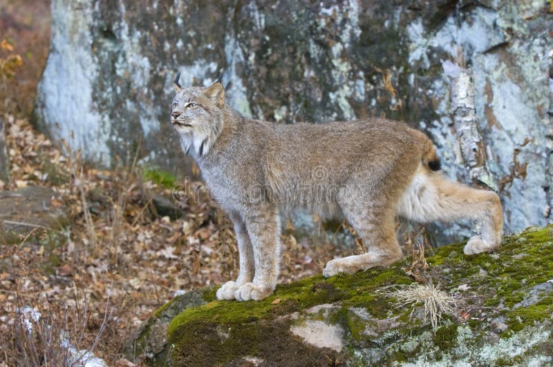 Lynx stock photo. Image of wild, woods, outdoors, wildlife - 5554598
