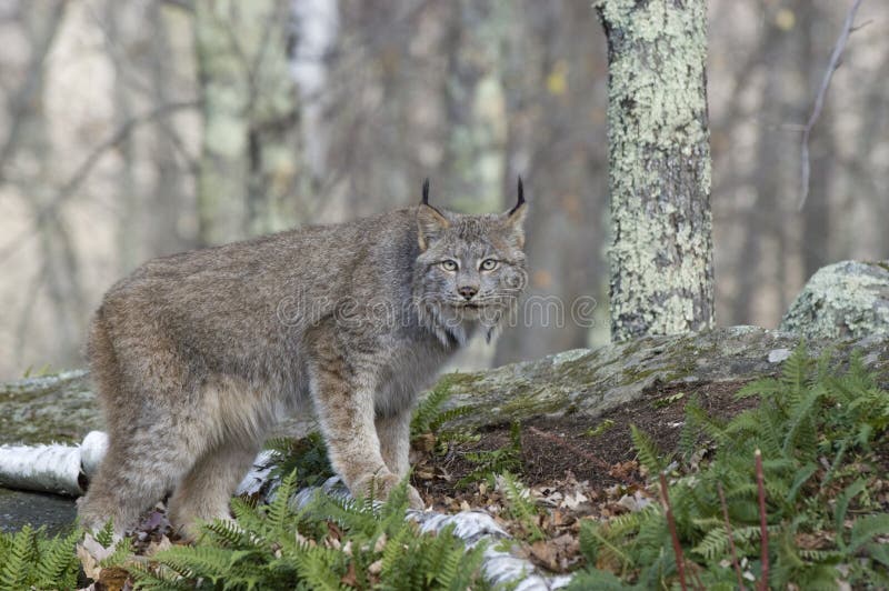 Lynx stock image. Image of forest, animal, wild, wildlife - 5895035