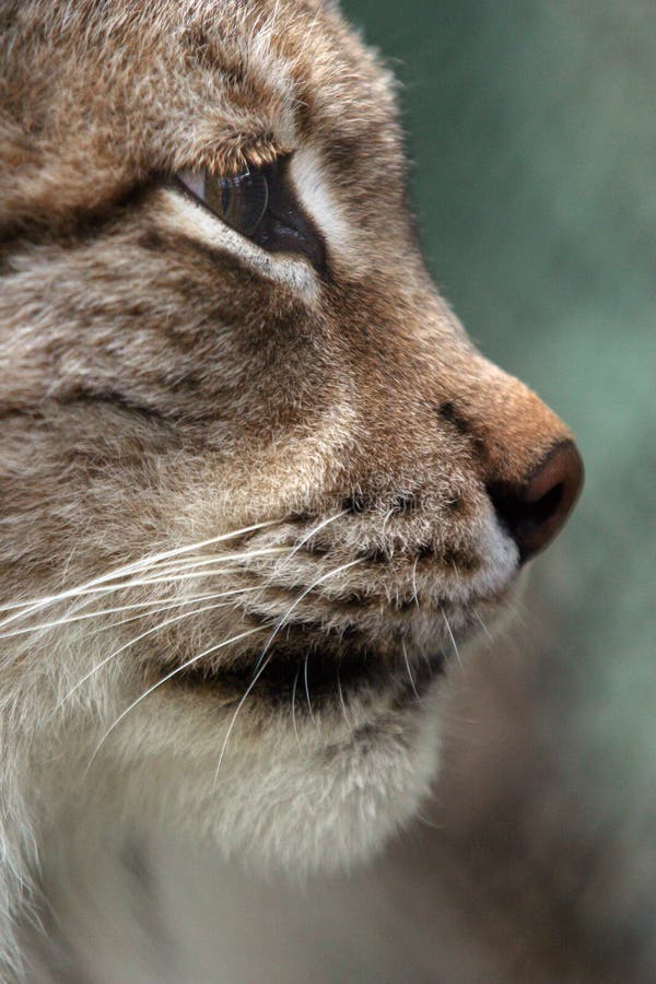Portrait of a lynx stock image. Image of wild, eyes, predator - 608007