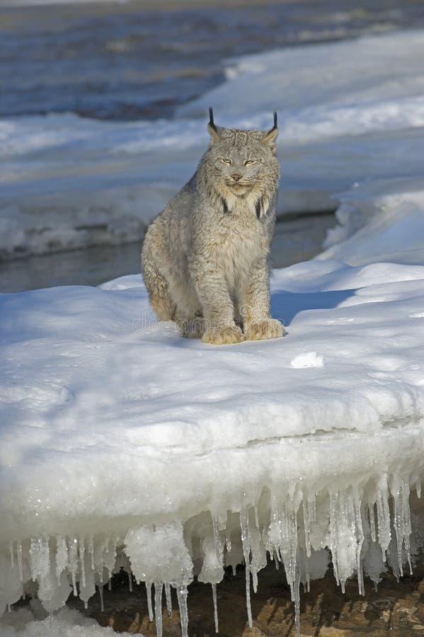 Lynx stock image. Image of predator, snow, wildlife, animal - 6962375