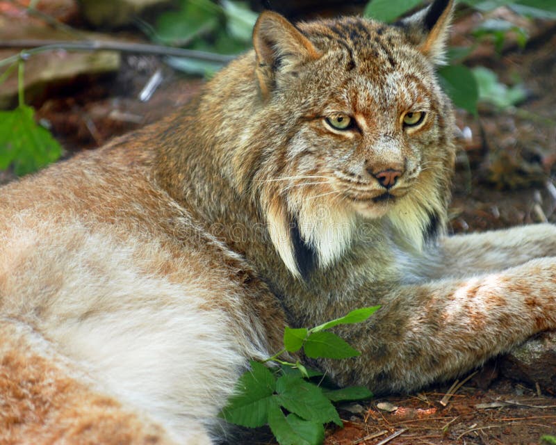 Lynx stock image. Image of brown, ground, feline, nose - 7440287