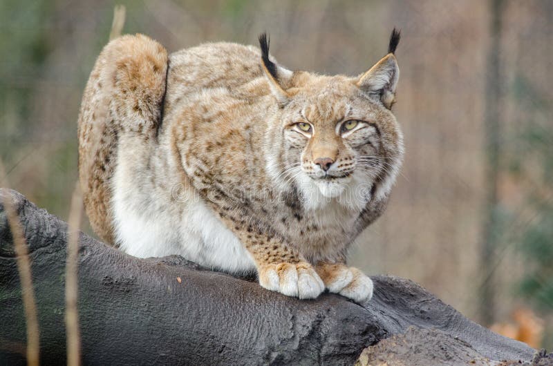 Lynx stock image. Image of germany, lynx, d7000, luchs - 88032441