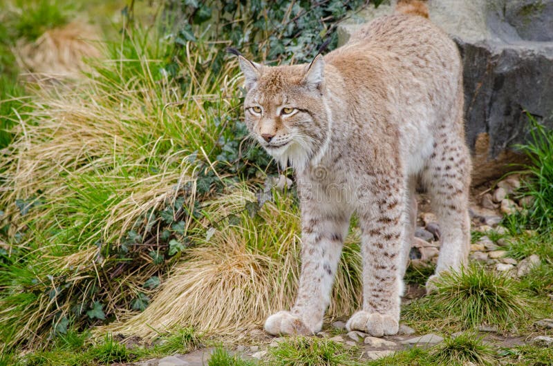 Lynx Picture. Image: 88034074