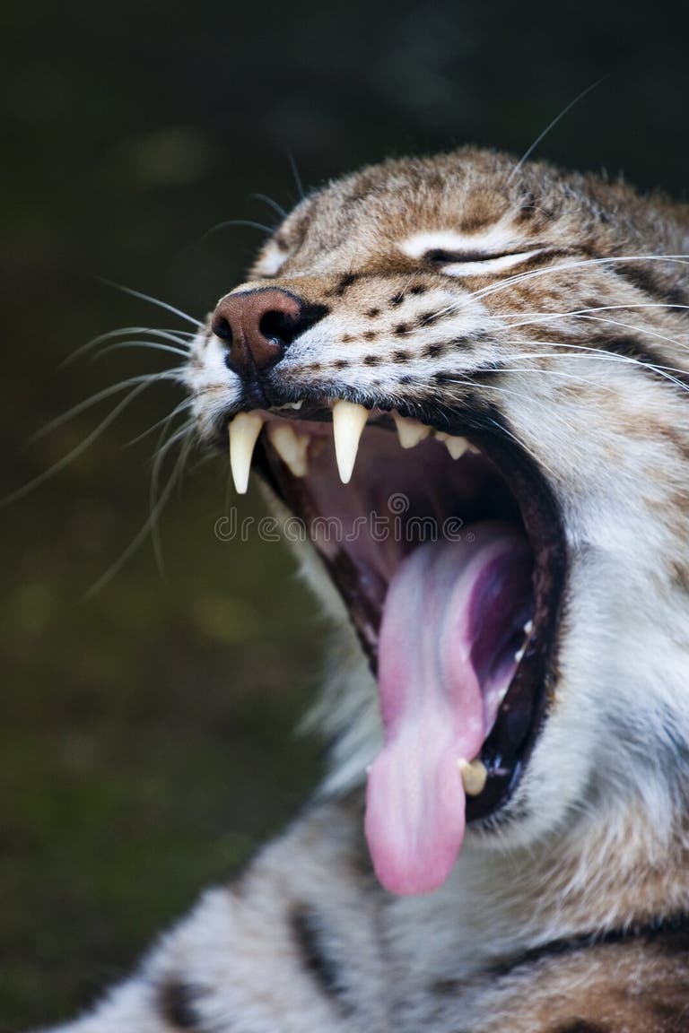 271 Lynx Mouth Open Stock Photos - Free & Royalty-Free Stock Photos ...