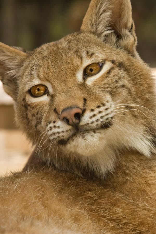 Lynx stock photo. Image of mammal, outdoors, fierce, beautiful - 27191230
