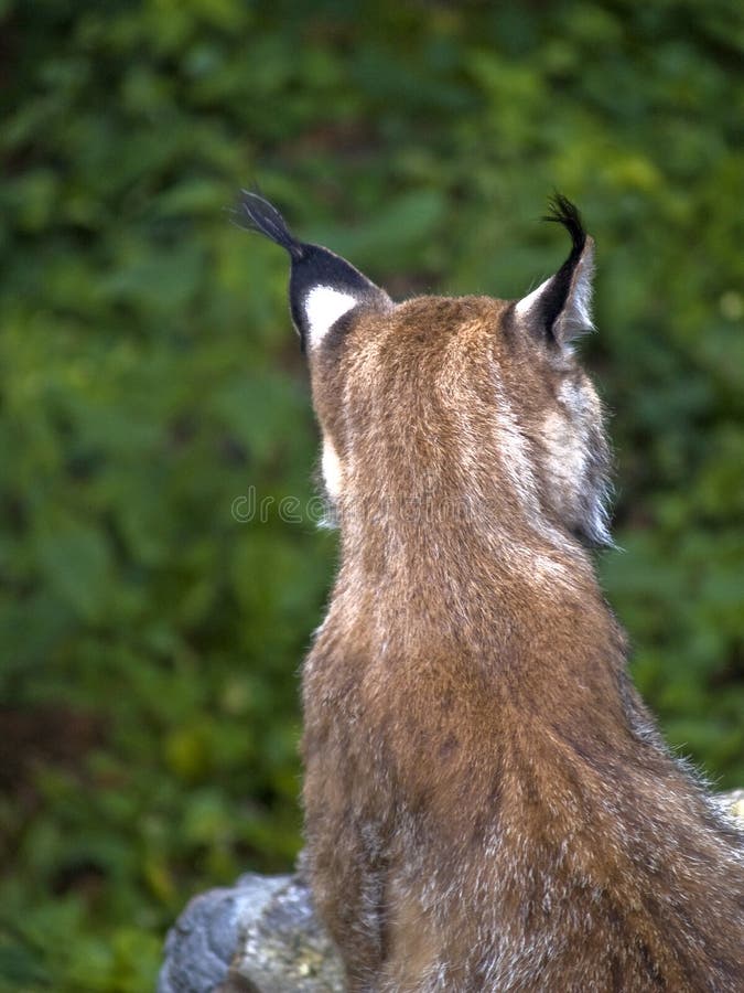 Lynx Back stock photo. Image of back, beast, captured - 3151382