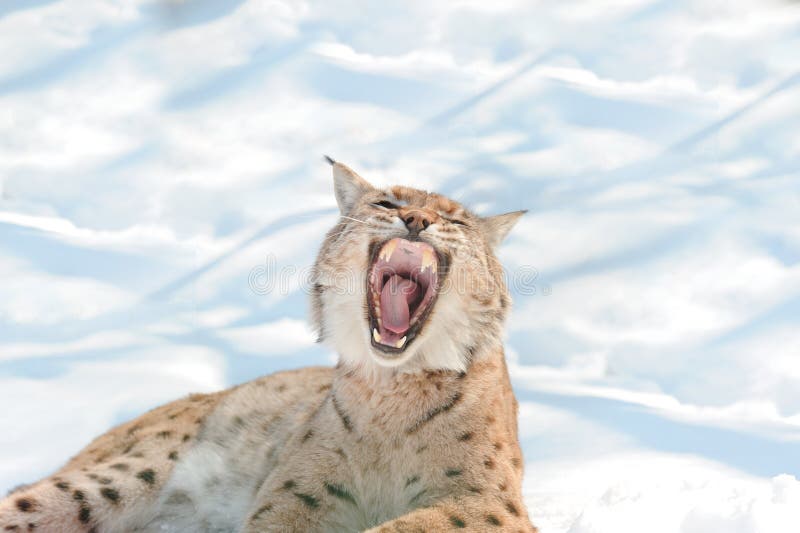 Lynx with bared fangs stock image. Image of whisker, wild - 13461489