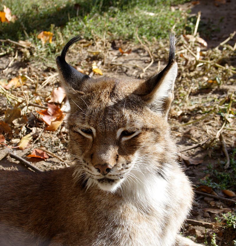 Lynx stock image. Image of grey, white, eyes, whiskers - 80422019