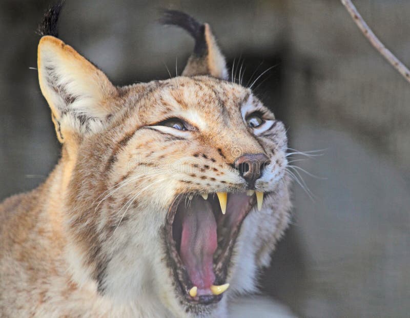 Lynx stock image. Image of bite, hungry, bearing, lynx - 69767995