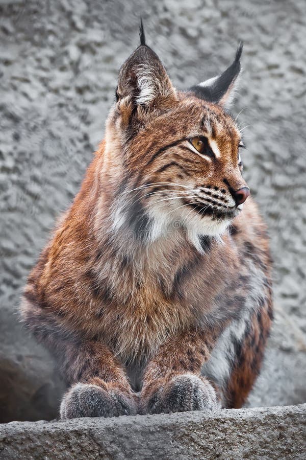 Lynx stock photo. Image of predator, outdoor, mammal - 35693174