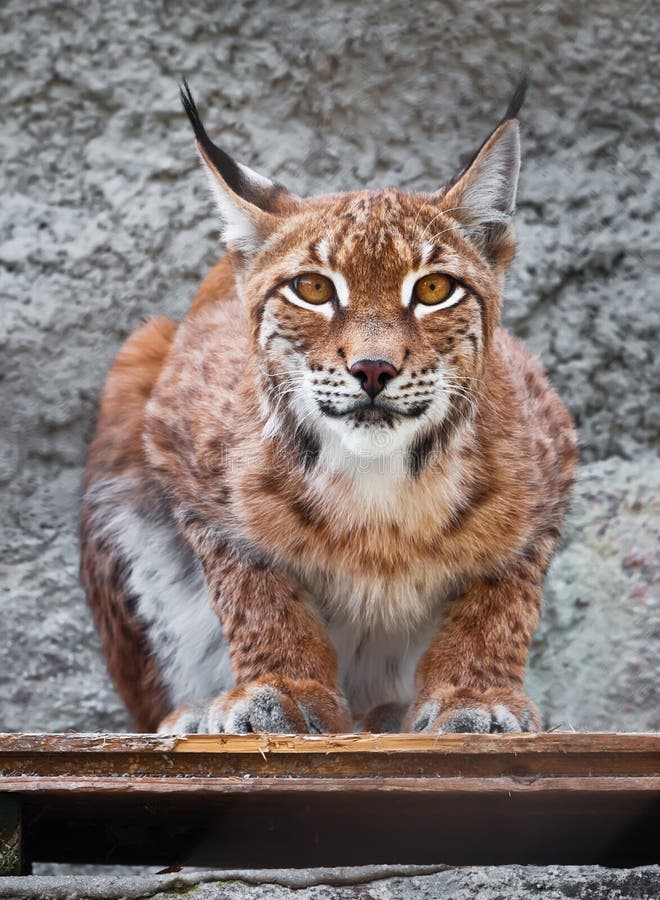 One Linx looking stock image. Image of spotted, kitty, lynx - 596283
