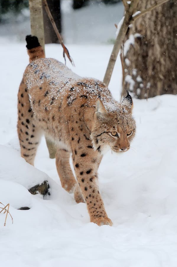 Lynx stock image. Image of white, snow, stare, coat, predator - 37506067