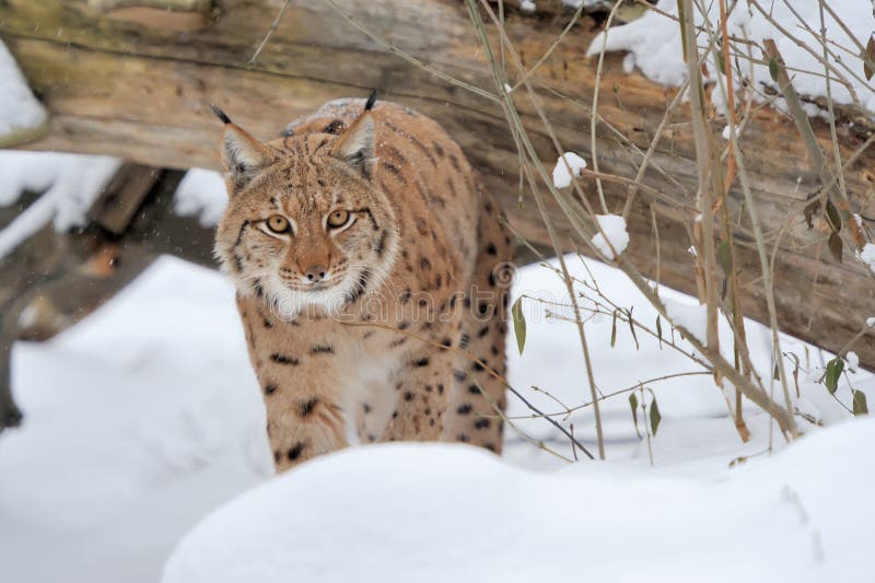 Lynx stock image. Image of lynx, snow, north, coat, nature - 37122769