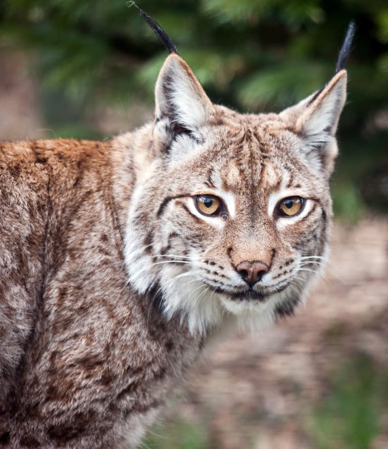 3,080 Bobcat Face Stock Photos - Free & Royalty-Free Stock Photos from ...