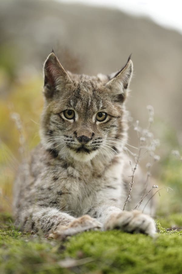 Curious Lynx stock image. Image of fluffy, mammal, canada - 245375503