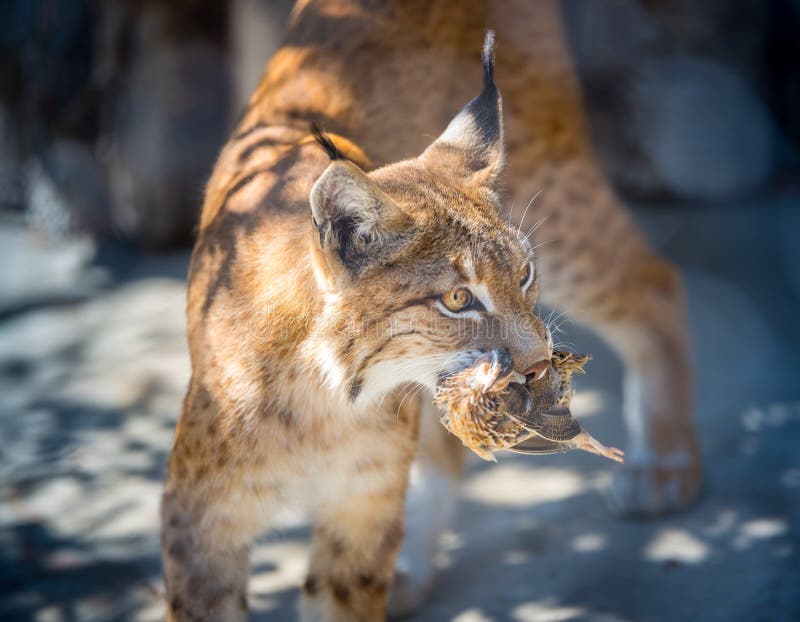 A lynx and its food stock image. Image of tunhovd, langedrag - 21892787