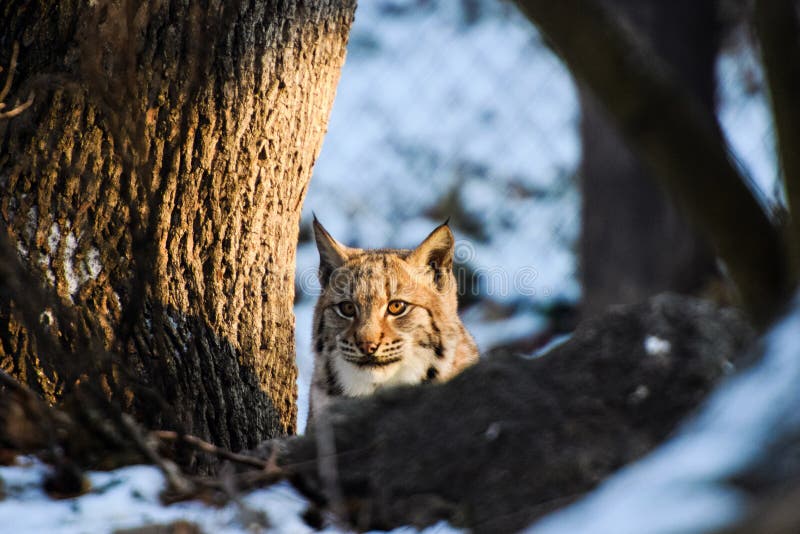 A Lynx Child Hiding Behind a Tree in the Snow Stock Image - Image of ...