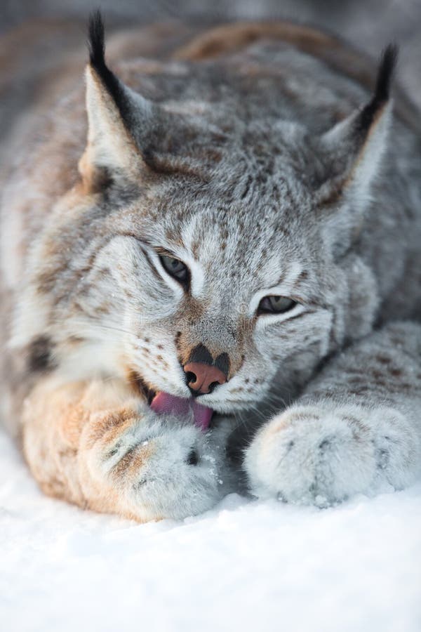 Lynx cleaning paws in snow stock image. Image of vertical - 40331583