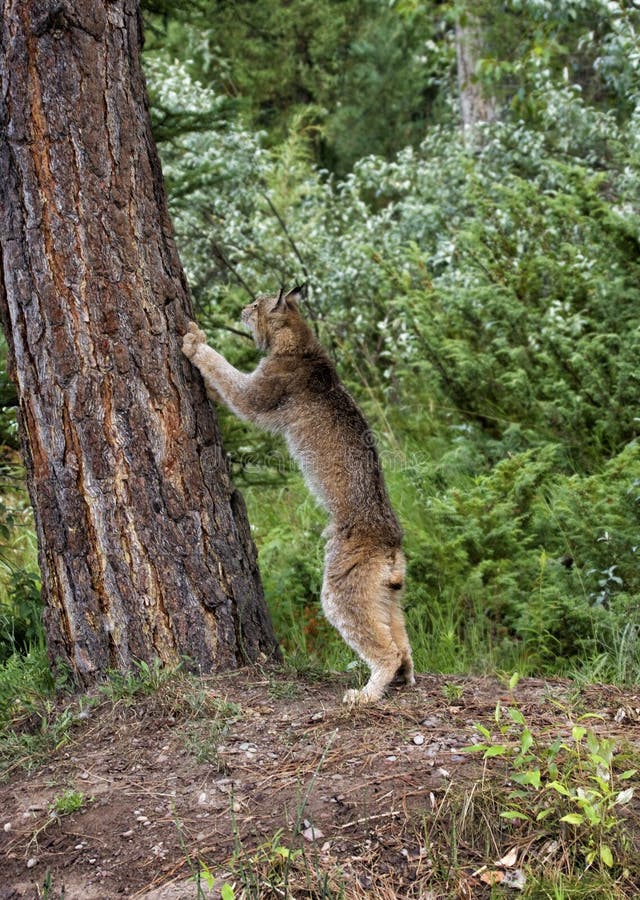 Lynx Climbing Tree stock image. Image of north, natural - 27097199