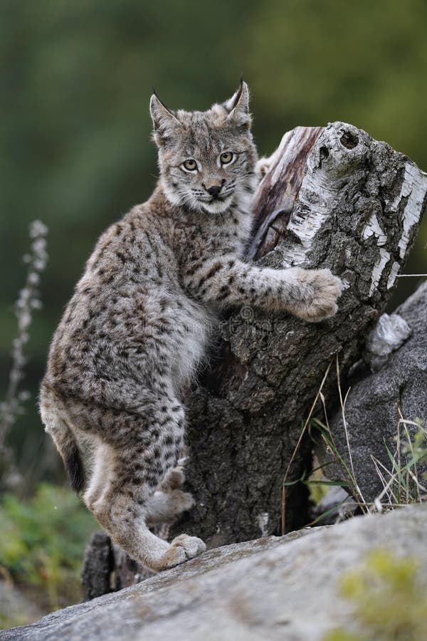 Lynx Climbing on Tree Stump Stock Photo - Image of wildlife, wood ...