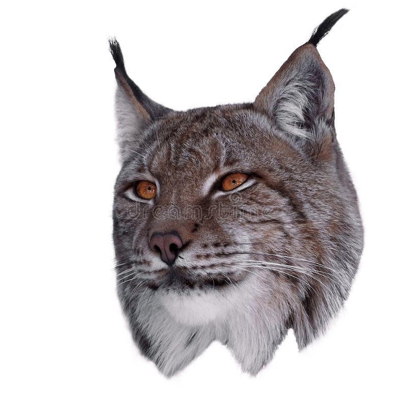 Lynx Close Up Head Isolated on White Stock Image - Image of egyptian ...