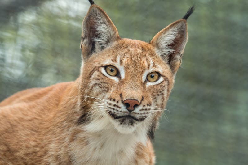 Lynx, Close-up Portrait. Wild Animals Stock Photo - Image of carnivore ...