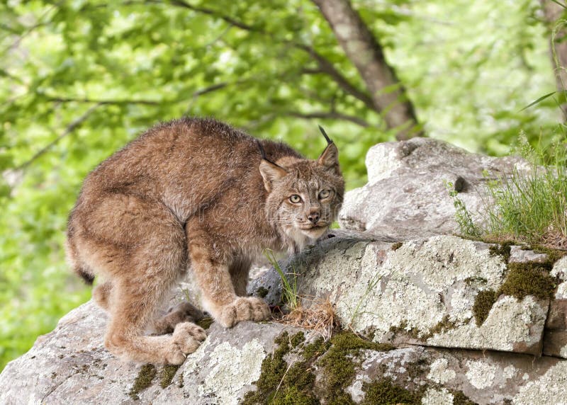 Canadian Lynx Jumping from Rock Stock Photo - Image of habitat, mammal ...