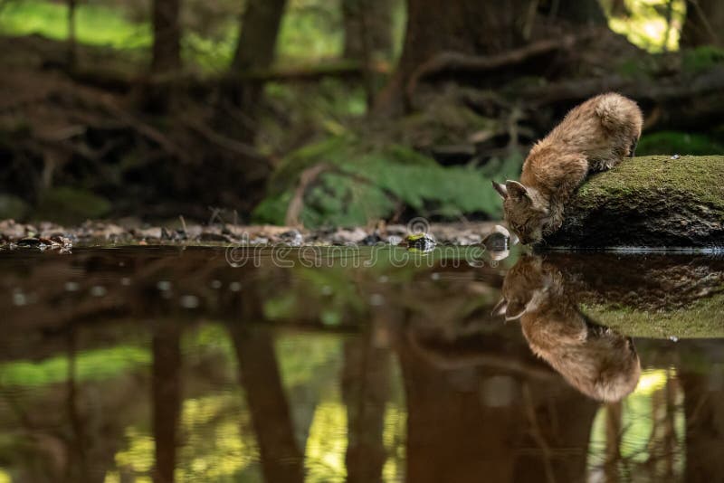 Lynx Cub Drinking from Forest Stream with Reflection in the Water Stock ...