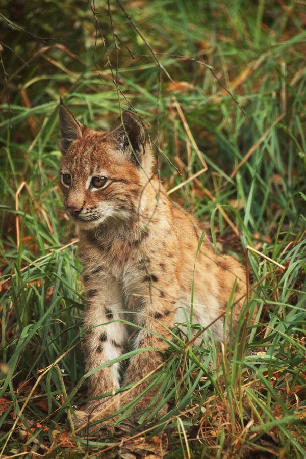 Lynx cub stock photo. Image of catlike, looking, china - 79149576