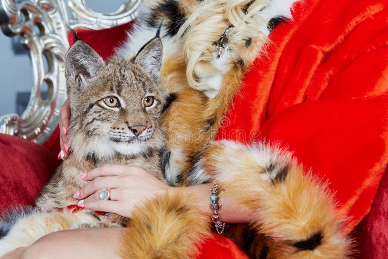 Lynx Cub Sits on Knees of Woman in Red Stock Photo - Image of gray ...