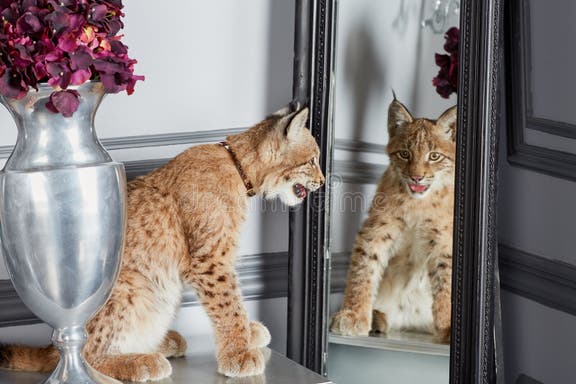 Lynx Cub Sits on Table in Front of Stock Image - Image of mammal ...